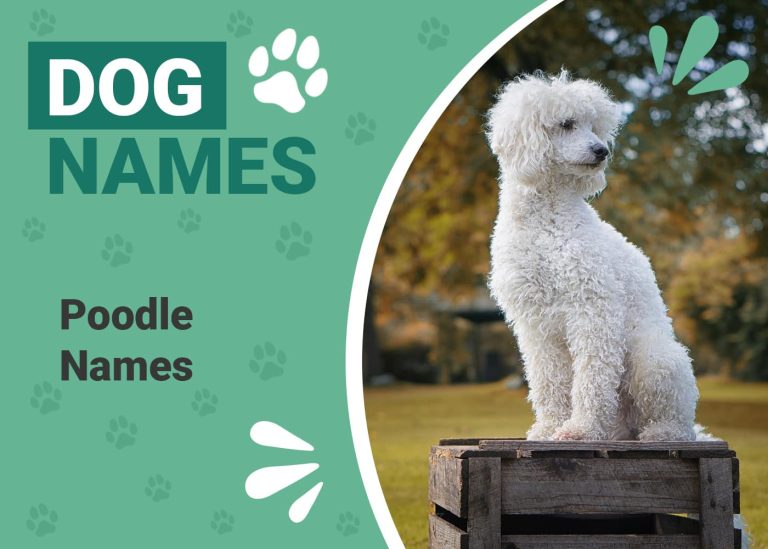 150+ Poodle Names: Cute, Classy & Popular Ideas – Dogster