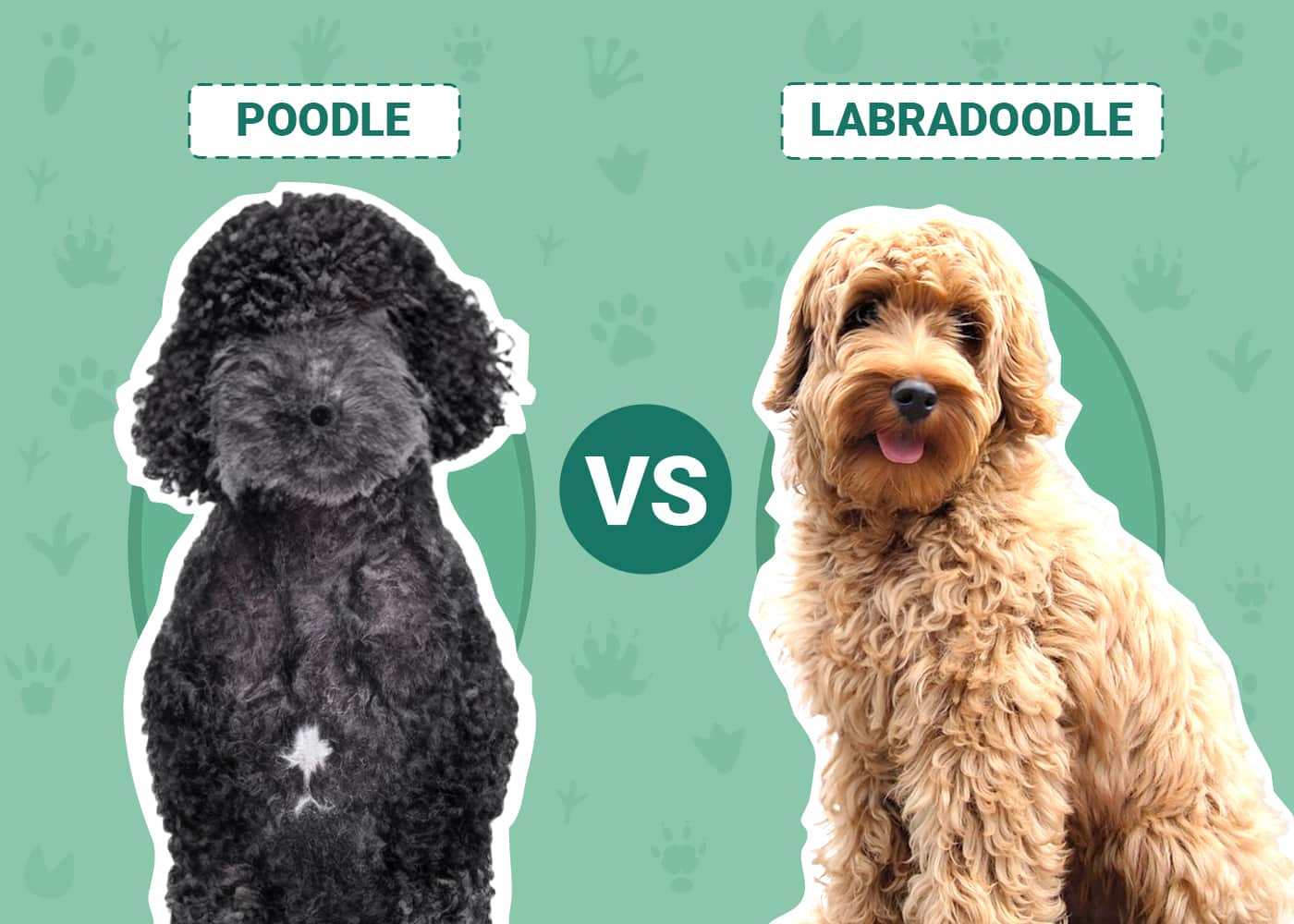 Poodle vs Labradoodle: The Differences (With Pictures) – Dogster