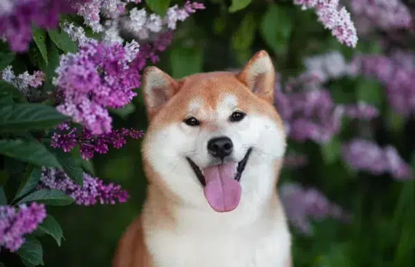 130+ Flower Names for Dogs: Beautiful & Unique Names – Dogster