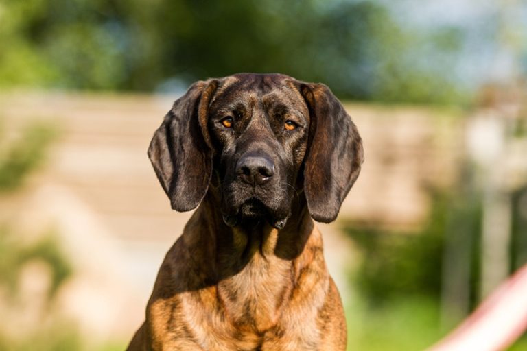Hanover Hound Dog Breed: Info, Pictures, Care Guide & More – Dogster