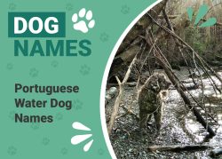 150+ Portuguese Water Dog Names: Popular & Unique Ideas – Dogster