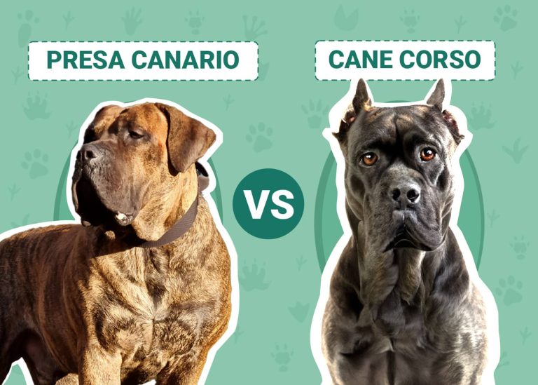 Presa Canario vs. Cane Corso: The Main Differences (With Pictures ...