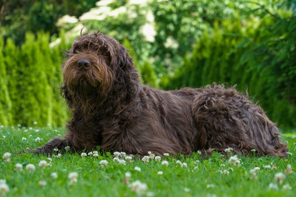 Pudelpointer Dog Breed: Info, Pictures, Facts & Traits – Dogster