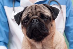 Pug Dog Encephalitis: Vet Approved Signs, Causes & Care – Dogster