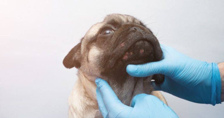 What Is Canine Acne? Signs & Care Guide (Vet Answer) – Dogster