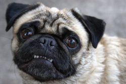 How to Care for a Pug's Teeth: 10 Vet-Approved Tips & Tricks – Dogster