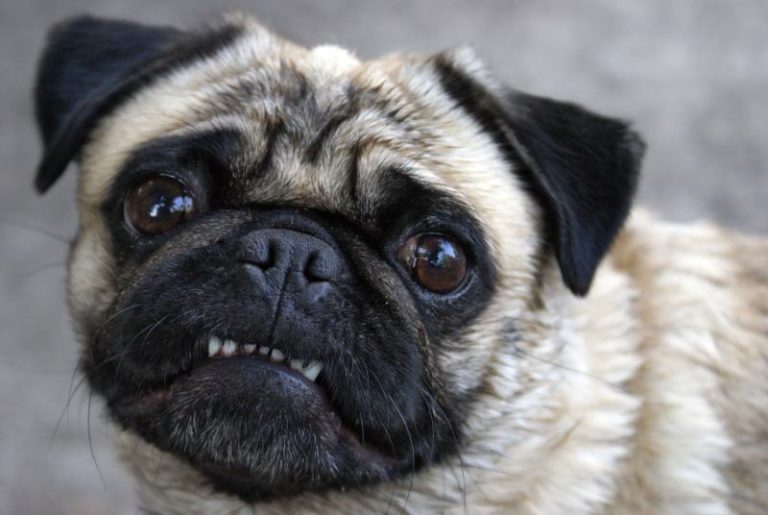 How to Care for a Pug's Teeth: 10 Vet-Approved Tips & Tricks – Dogster