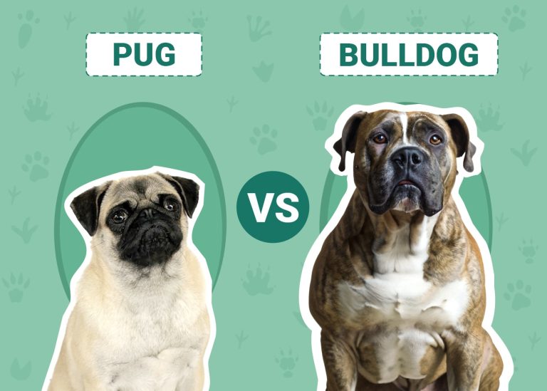 Pug vs Bulldog: Differences Explained (With Pictures) – Dogster