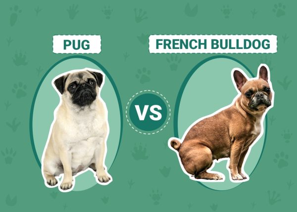 Pug vs French Bulldog: Differences Explained (With Pictures) – Dogster