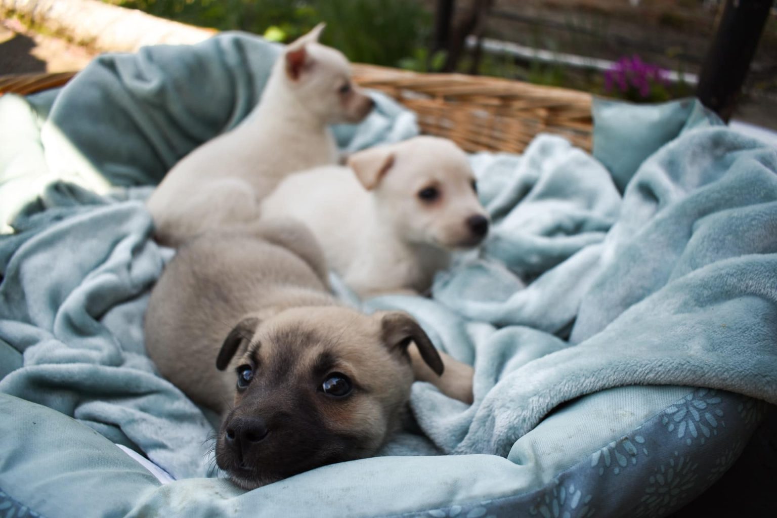 What Is the Runt of the Litter? Vet-Verified Explanation, Health Risks ...