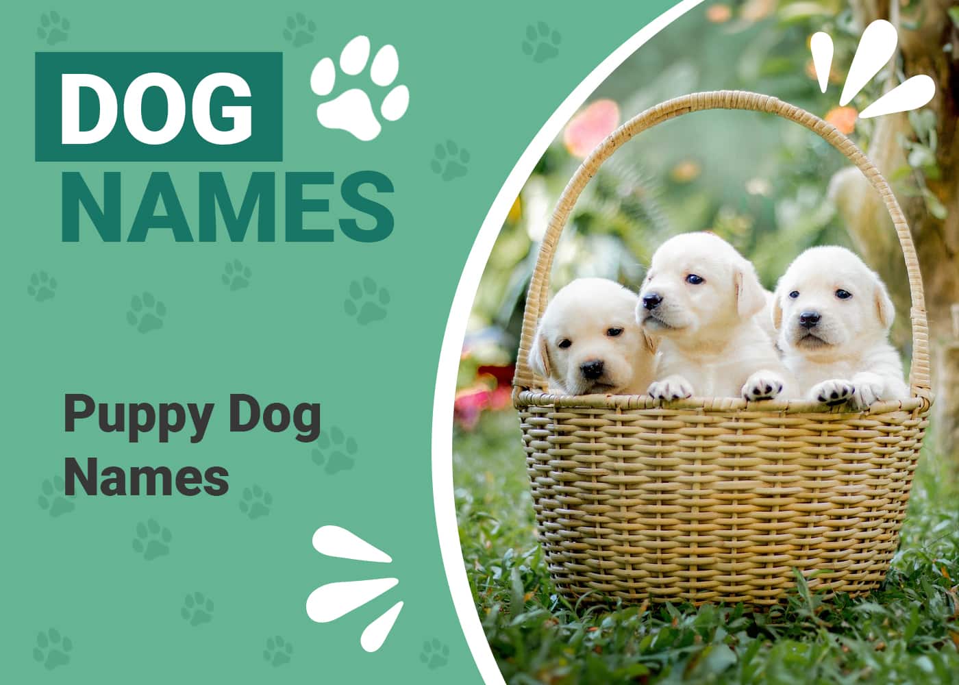 150+ Puppy Names: Cute and Popular Ideas – Dogster