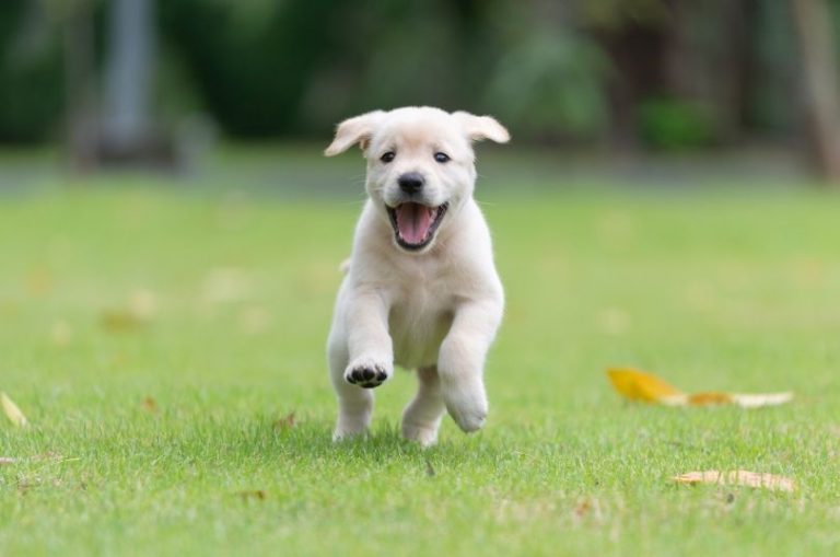 Puppy Developmental Stages: From Birth to Adulthood (Vet Reviewed ...