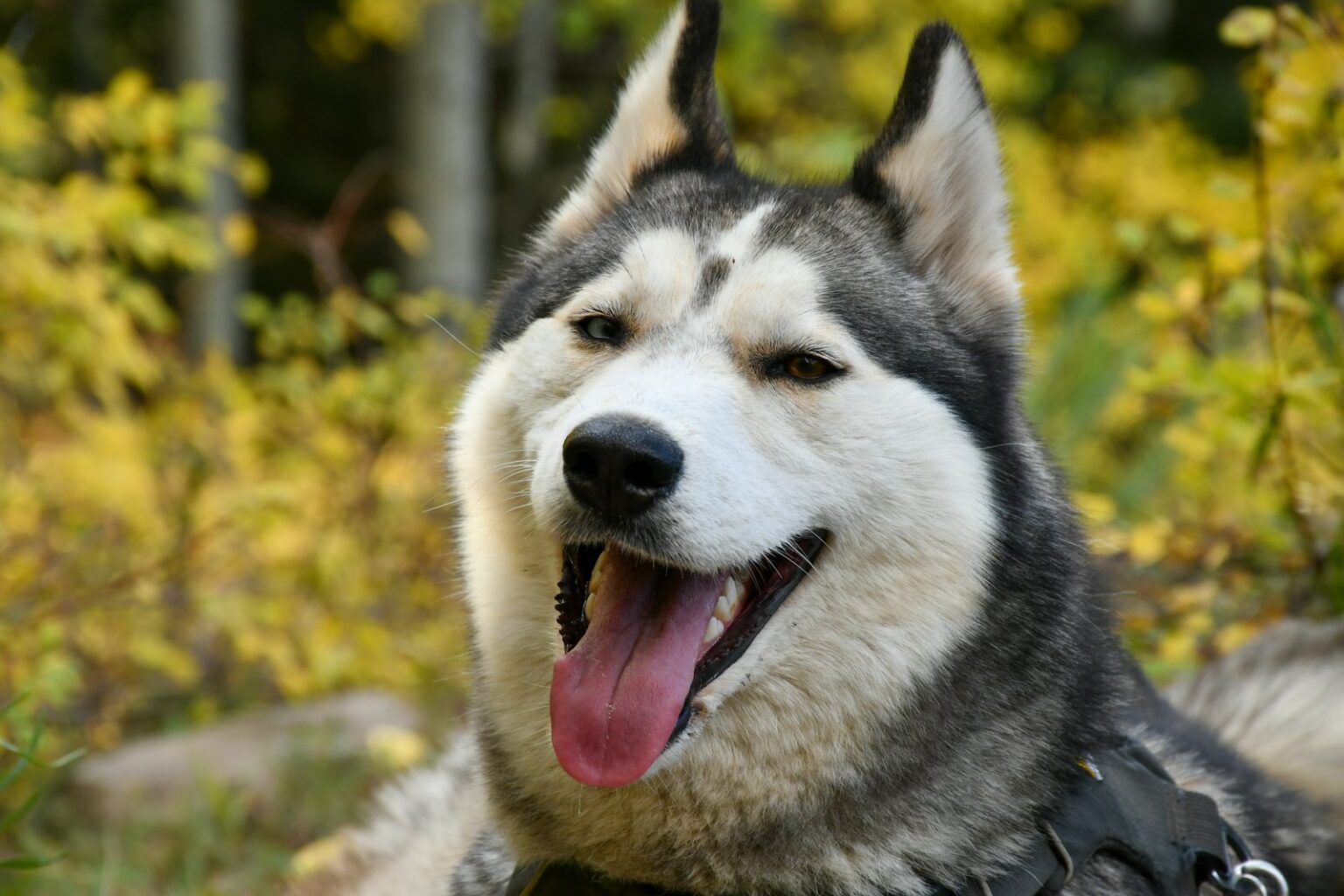 15 Hardest Dog Breeds to Train: With Info & Pictures – Dogster