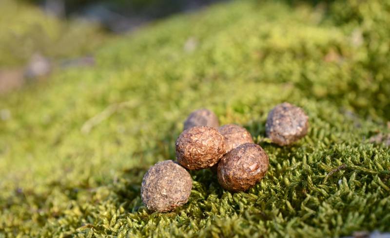 My Dog Ate Rabbit Poop! Should I Be Worried? (Our Vet Answers) – Dogster