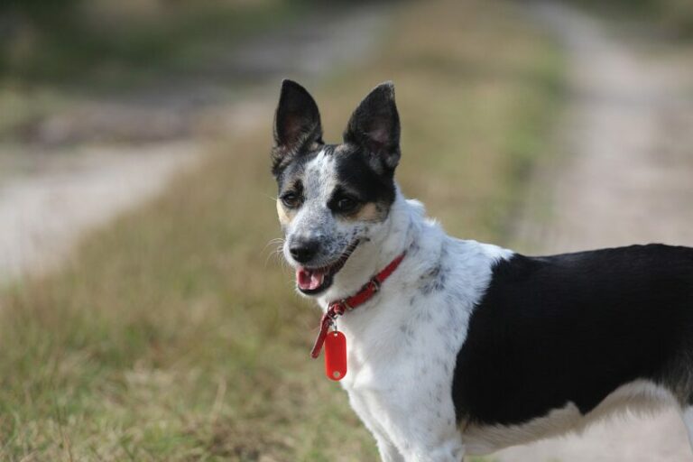 Rat Terrier: Dog Breed Info, Pictures, Care, Traits & More – Dogster