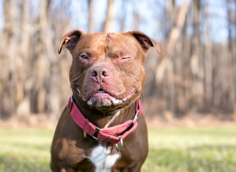 What Is BSL (Breed-Specific Legislation)? Vet-Approved Explanation ...