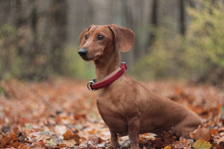 Red Dachshund: Info, Pictures, Origin & History – Dogster