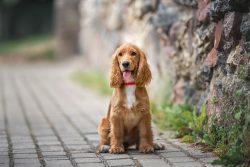 How to Potty Train a Cocker Spaniel: 7 Tips & Tricks – Dogster
