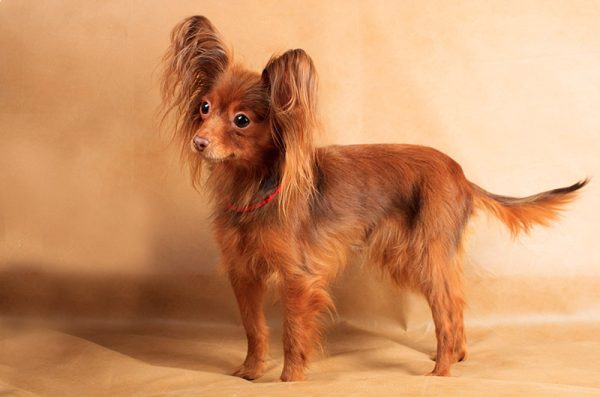 Russian Toy Terrier (Russkiy Toy): Info, Pictures, Facts, & Traits ...