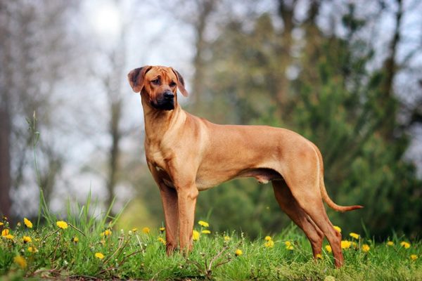 8 Incredible Rhodesian Ridgeback Colors & Patterns (With Pictures ...