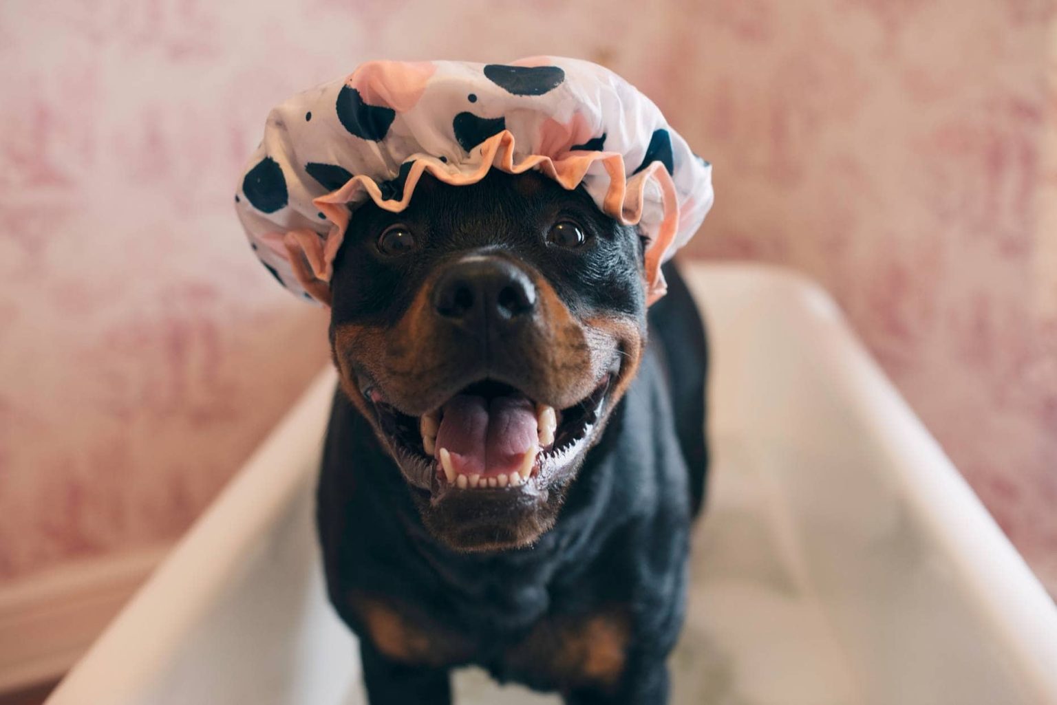 Do Rottweilers Growl When Happy? Vet-Verified Facts & Info – Dogster