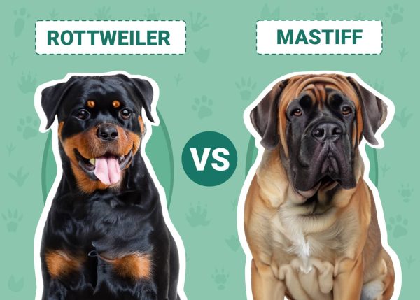Rottweiler vs Mastiff: The Differences (With Pictures) – Dogster