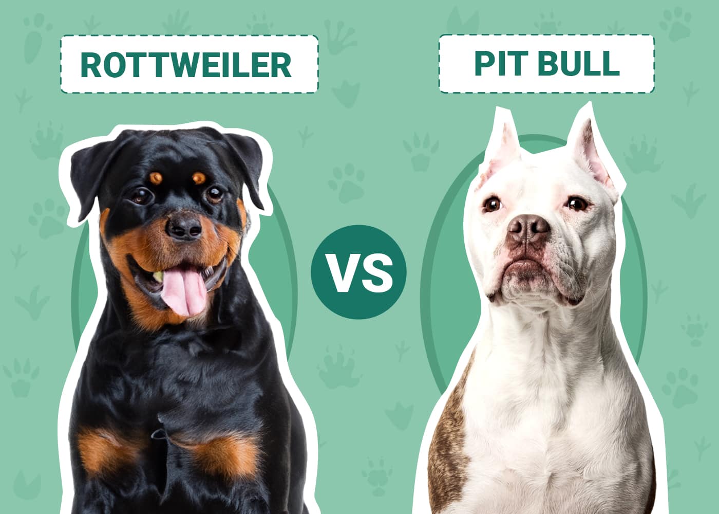Rottweiler vs. Pit Bull: The Differences (With Pictures) – Dogster