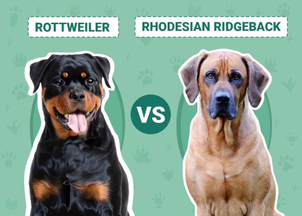Rottweiler vs. Rhodesian Ridgeback: Vet-Reviewed Differences Explained ...