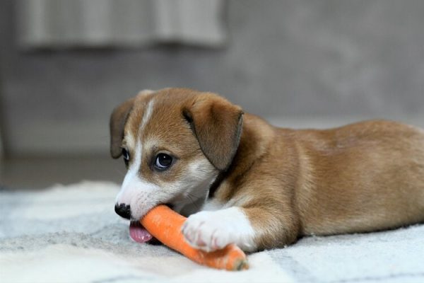 Can Dogs Eat Tater Tots? Vet-Approved Facts & FAQ – Dogster