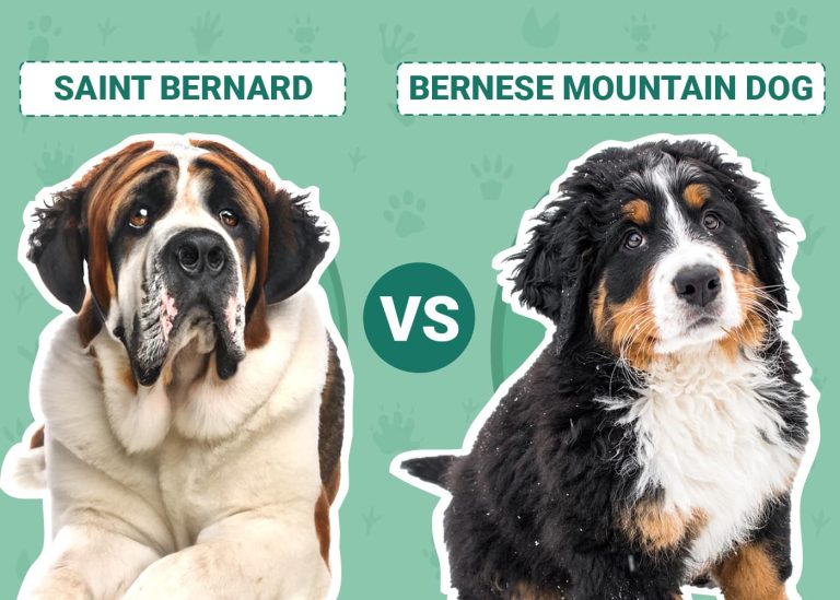 Saint Bernard vs. Bernese Mountain Dog: The Differences (With Pictures ...