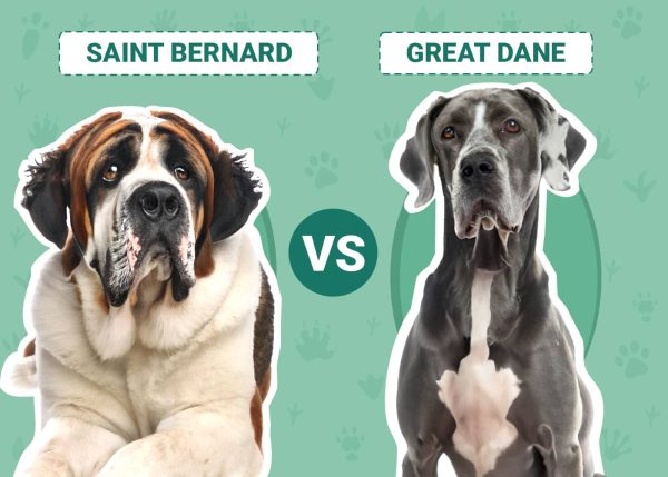Saint Bernard vs. Great Dane – Which Should I Choose? – Dogster
