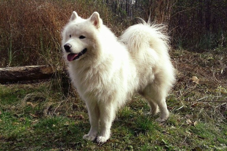 9 Russian Dogs: Breed Information & Descriptions (With Pictures) – Dogster