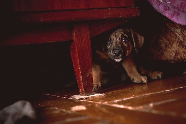 Do You Have a Scared Puppy? 6 Vet-Approved Tips on How to Help Them ...