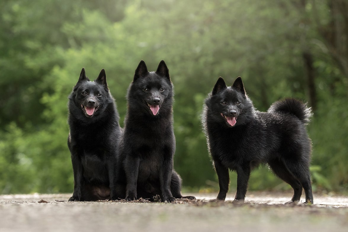 Schipperke: Info, Pictures, Facts, & Traits – Dogster