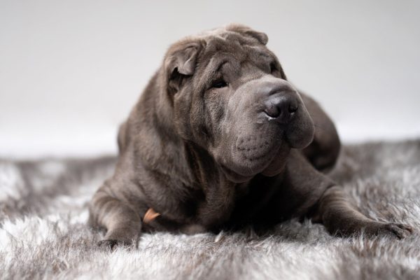 12 Facts About the Chinese Shar-Pei Dog Breed (Vet-Verified) – Dogster