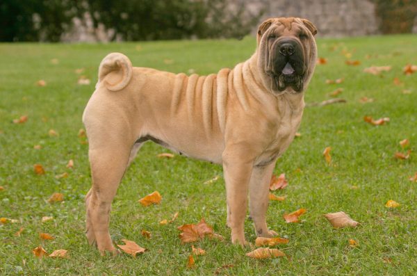 12 Facts About the Chinese Shar-Pei Dog Breed (Vet-Verified) – Dogster
