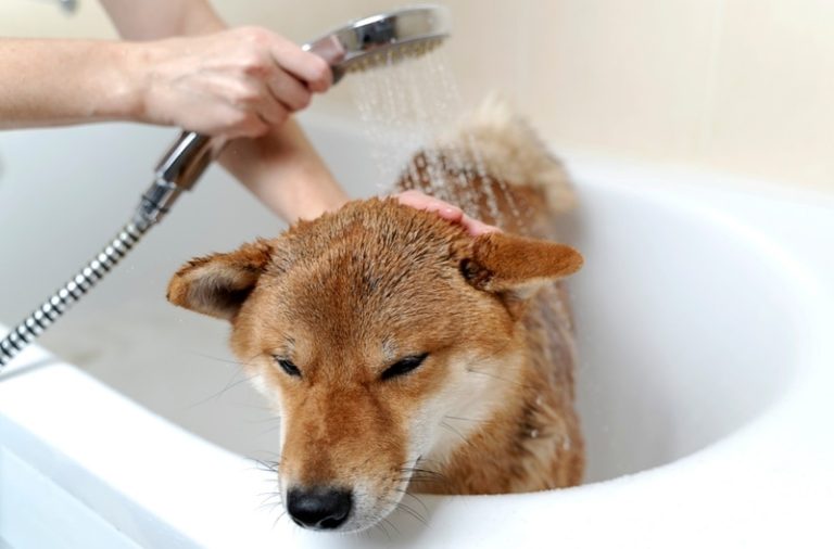 6 Best Shampoos for Shiba Inus In 2024: Reviews & Top Picks – Dogster