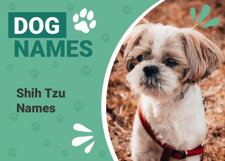 275 Popular & Unique Shih Tzu Names – Dogster