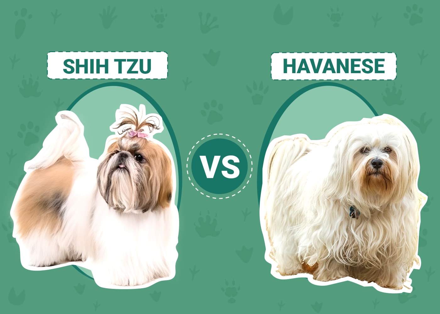 Shih Tzu vs Havanese: Main Differences (With Pictures) – Dogster
