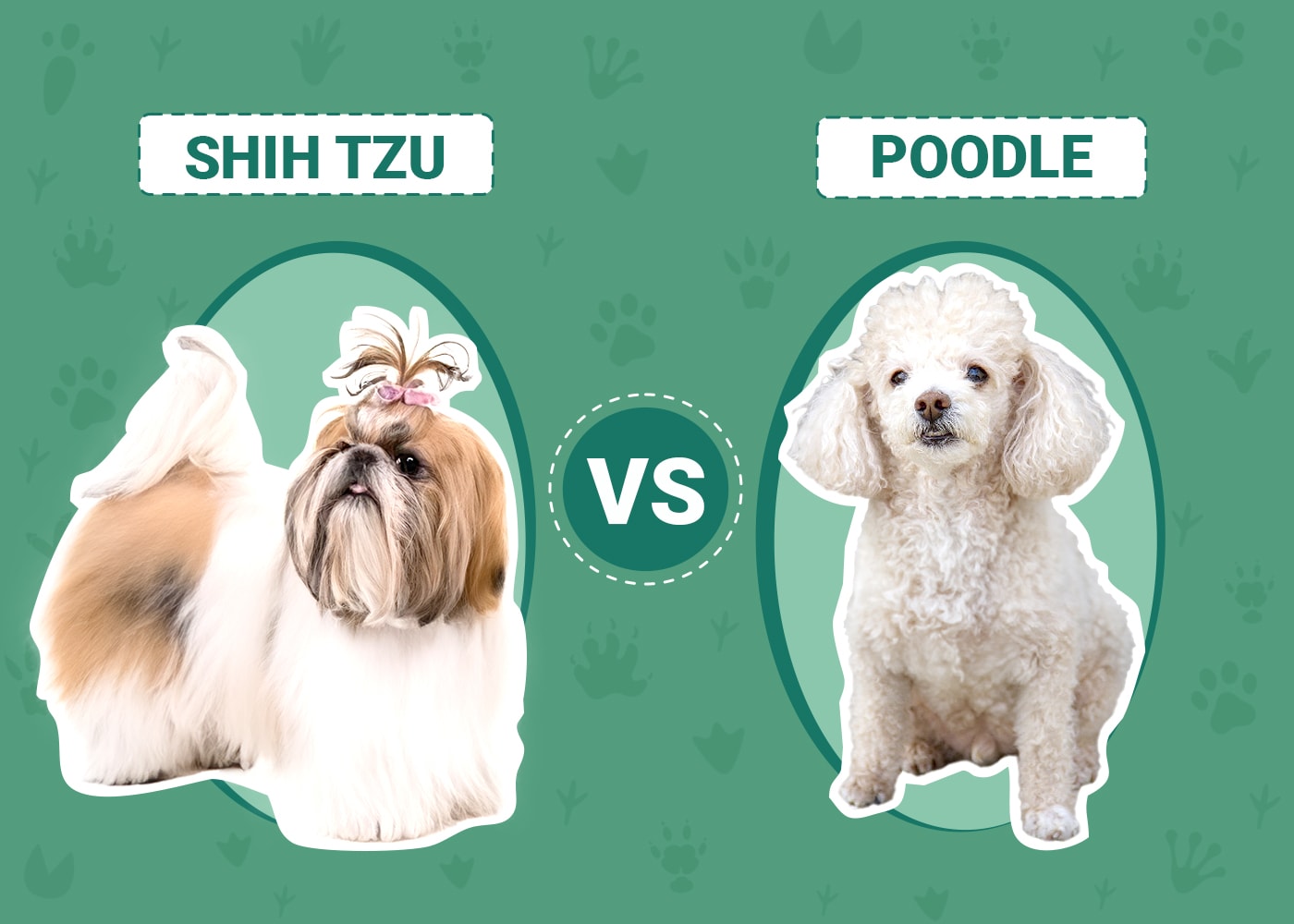 Shih Tzu vs Poodle: Notable Differences (With Pictures) – Dogster