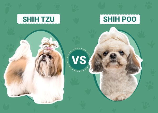 Shih Tzu vs Shih Poo: Which Should I Choose? – Dogster