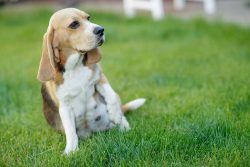 Puppy Absorption in Dogs: Vet-Reviewed Definition, Causes & Useful Info ...