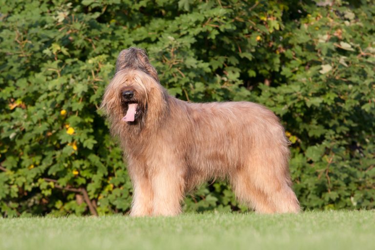 Briard Dog Breed: Info, Pictures, Facts & Traits – Dogster