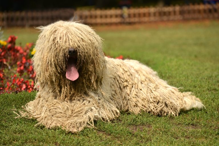 24 Unique & Rare Dog Breeds You’ll Want to Know About: Info & Pictures ...