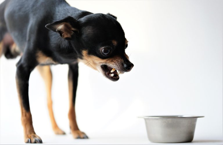 Food Aggression in Dogs: Vet-Verified Signs, Causes & Care – Dogster
