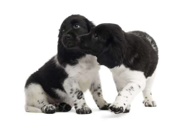 Stabyhoun Dog Breed: Info, Pictures, Care Guide & Traits – Dogster