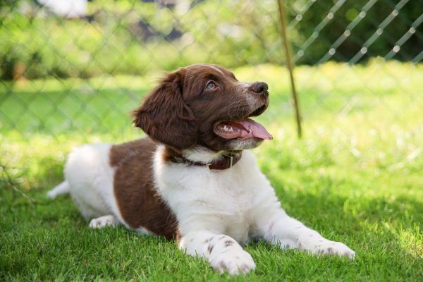 Stabyhoun Dog Breed: Info, Pictures, Care Guide & Traits – Dogster