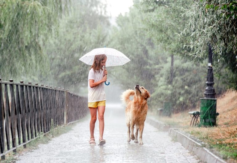 How to Walk a Dog in the Rain: 7 Wet Weather Tips – Dogster