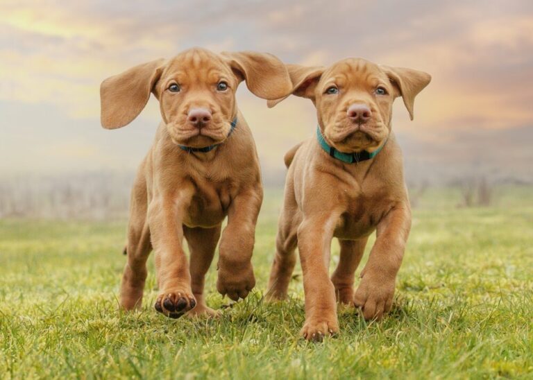 Vizsla Dog Breed: Info, Pictures, Care Guide & More – Dogster