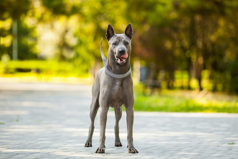 Thai Ridgeback Dog Breed: Info, Pictures, Origin & Care Guides – Dogster